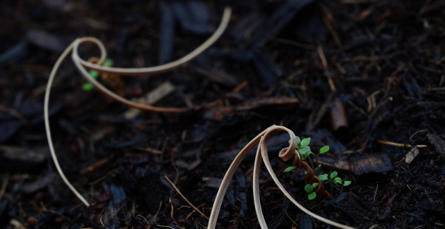 《Nature》杂志封面上的Eseed是什么？_腾讯新闻