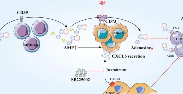 Adv Sci｜复旦楼文晖/浦宁/刘亮：发现一种新型的强效、选择性小分子CD73抑制剂AB680_腾讯新闻