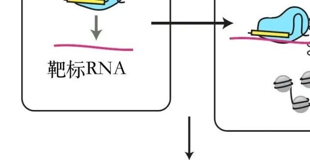 刘洋与Jennifer Doudna最新Nature：开发RNA触发的可编程细胞清除策略_腾讯新闻