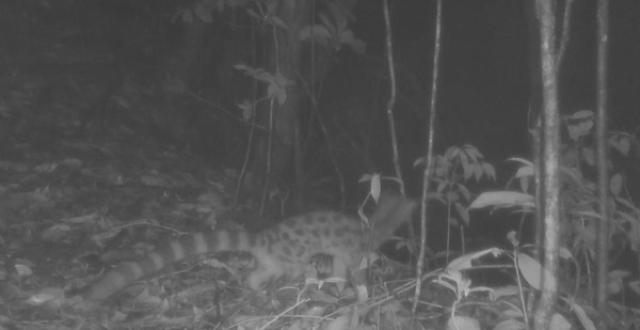 重庆首次！江津四面山拍摄到野生斑林狸夜间活动_腾讯新闻