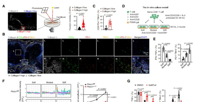 最新发现：「双重激活分子」解锁 T 细胞耗竭新机制_腾讯新闻