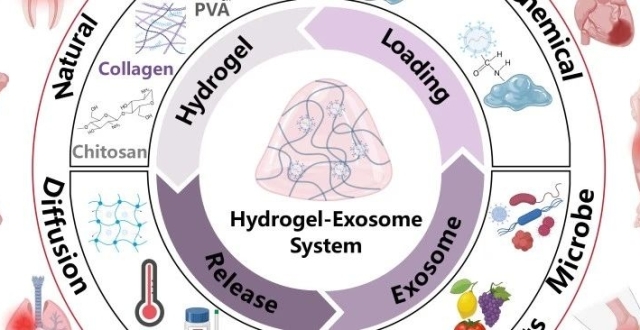 《Bioact. Mater.》四川大学华西医院解慧琪综述：组织工程中的水凝胶-外泌体系统——一种有前途的治疗策略_腾讯新闻