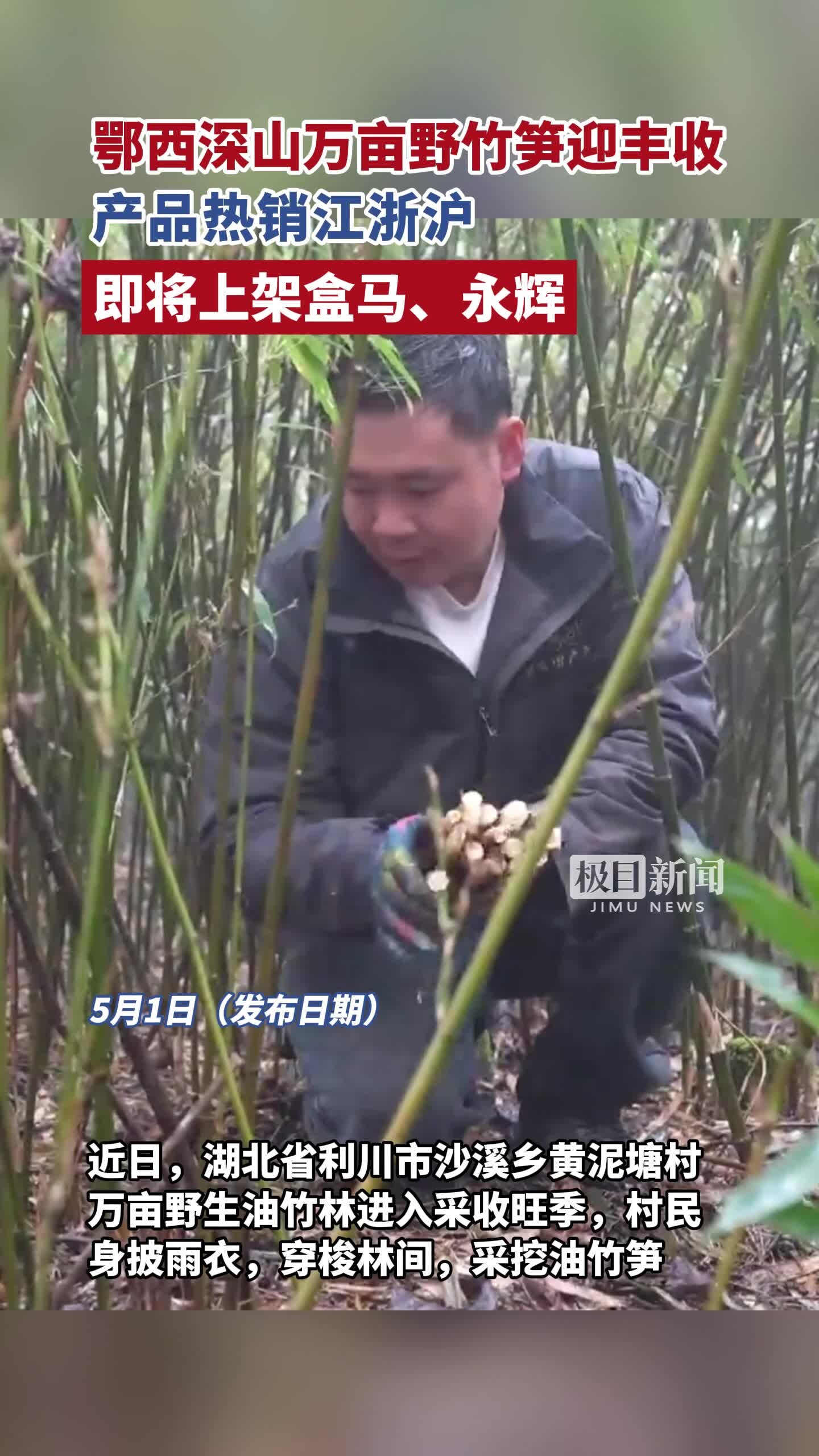 鄂西深山万亩野竹笋迎丰收，产品热销江浙沪，即将上架盒马、永辉_腾讯新闻