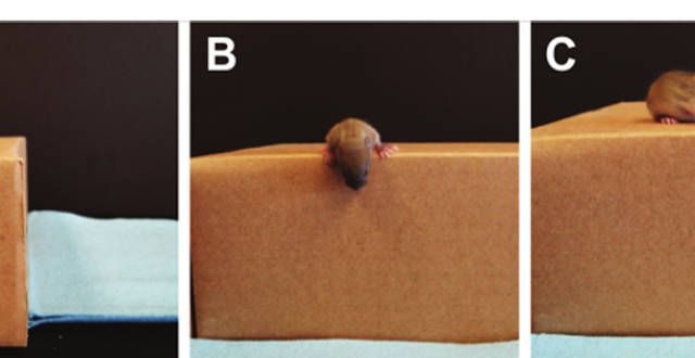 动物行为实验指南丨小鼠悬崖回避实验（Cliff Aversion Test）_腾讯新闻