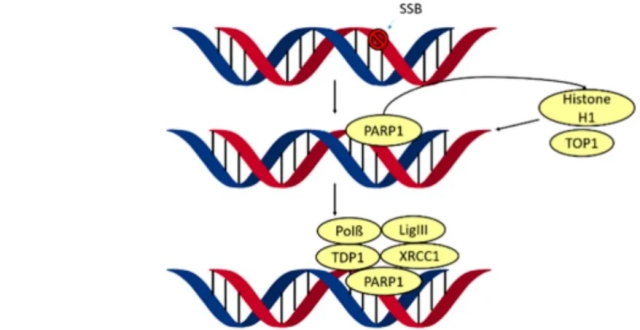 一文搞懂：PARPi 与 BRCA、HRD、铂敏感的关系_腾讯新闻