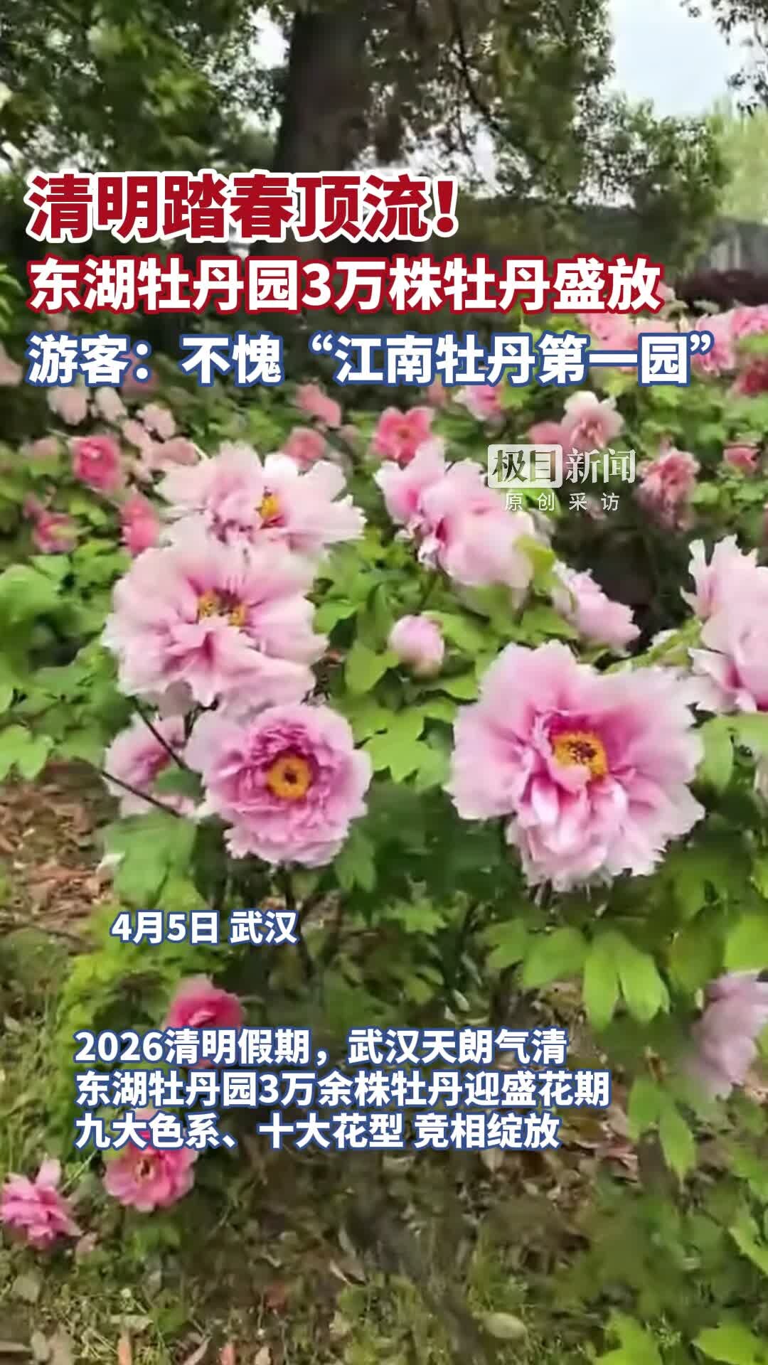 清明踏春顶流！ 东湖牡丹园3万株牡丹盛放，游客：不愧“江南牡丹第一园”_腾讯新闻
