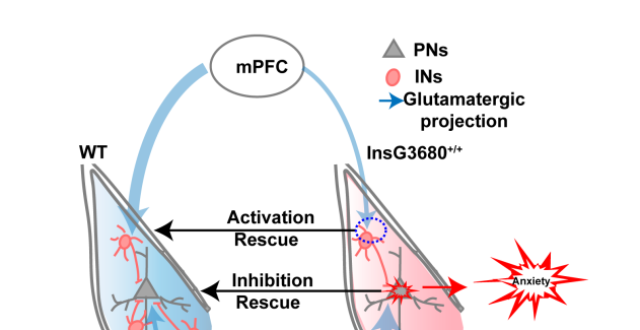 Neurosci Bull最新丨许均瑜、李海峰、陈玉静：mPFC-BLA神经环路调控孤独症模型小鼠的焦虑表型_腾讯新闻