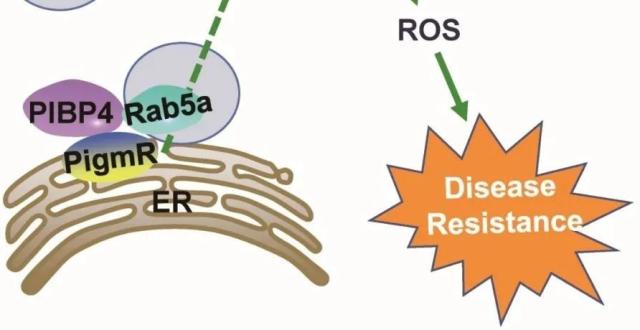Sci Bull | 何祖华院士团队揭示PRA-Rab转运机器通过调控NLR蛋白在细胞膜微区的积累影响水稻对稻瘟病的抗性_腾讯新闻