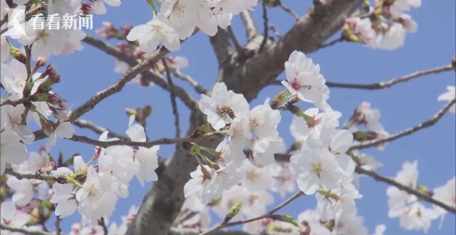 31.1度！热破纪录！这种水果居然荣登C位？_腾讯新闻