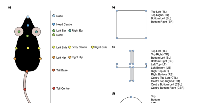 脑声常谈丨AI算法崛起：DeepLabCut等工具颠覆传统动物行为分析方法_腾讯新闻