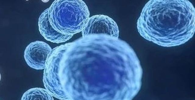 类器官新进展！Stem Cell Rep｜科学家成功利用干细胞产生纯化的垂体组织 有望治疗多种人类疾病_腾讯新闻