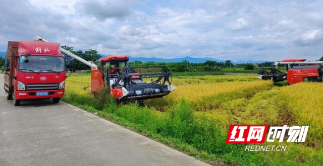 南县中鱼口镇：风吹稻浪美如画 田间早稻收割忙腾讯新闻 3001