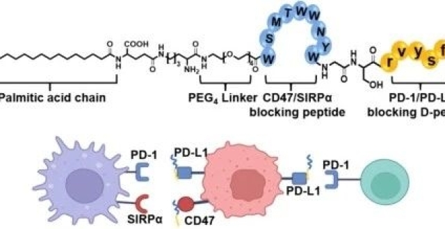 双重阻断CD47/SIRPα和PD-1/PD-L1的新型嵌合肽的设计与肿瘤免疫治疗活性研究_腾讯新闻