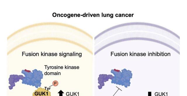 Cell：肺癌治疗新靶点——GUK1_腾讯新闻