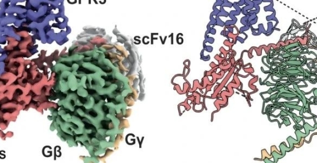 Cell Research 新突破 | 揭示孤儿受体GPR3与内源性激动剂的结构和功能特征_腾讯新闻