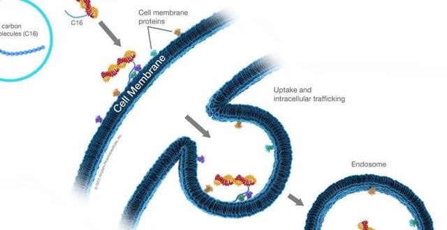 Alnylam C16平台CNS递送首获临床验证！siRNA治疗AD实现超70％的APP中位降幅_腾讯新闻