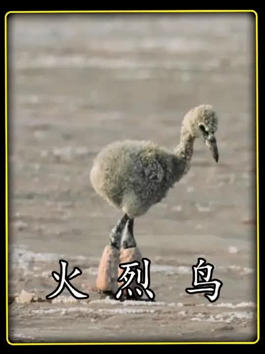 火烈鸟的生命循环_腾讯新闻