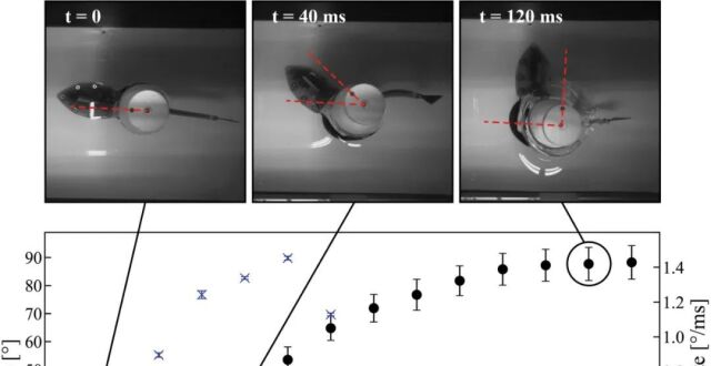 npj Robotics发表 日本研究团队打造基于连续体直驱仿生鱼_腾讯新闻