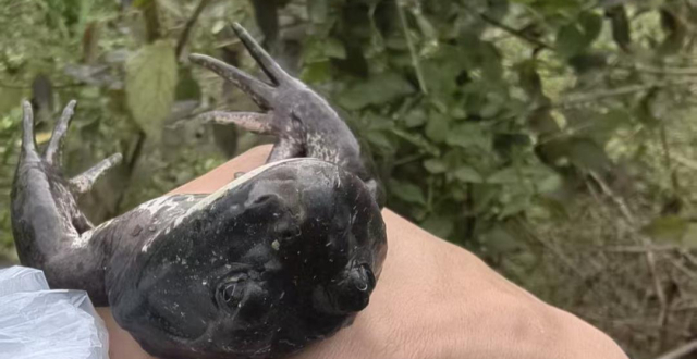 美洲牛蛙“入侵”浣花溪公园，专家称或是人为放生 公园方已着手处理_腾讯新闻