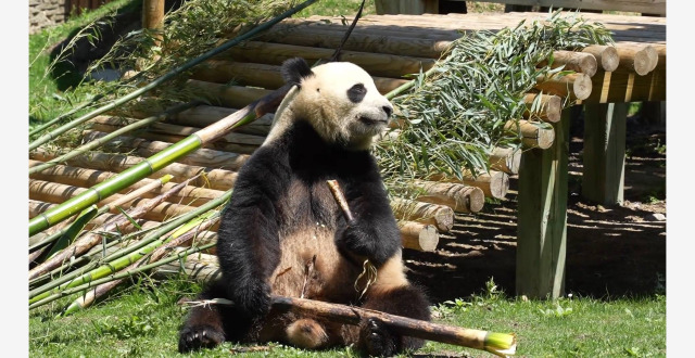 旅居西班牙的大熊猫“金喜”和“茱萸”与公众见面_腾讯新闻