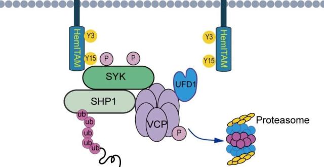 Plos Pathogens | 中国科学院上海免疫与感染研究所肖晖研究组揭示真菌感染的克星！_腾讯新闻