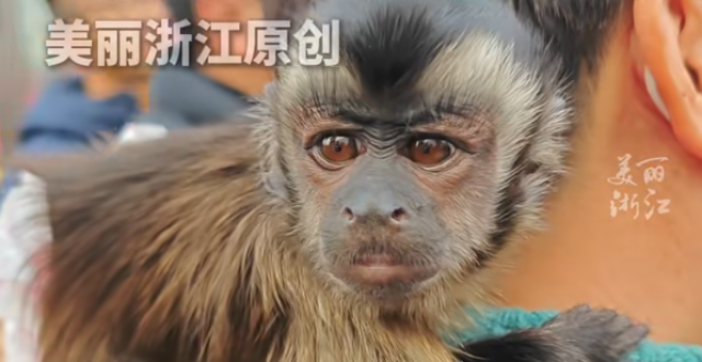 俞敏洪现身绍兴街头，与可爱“国字脸”黑帽悬猴宝宝互动；此前现身直播间带货嵊州小笼包 _腾讯新闻