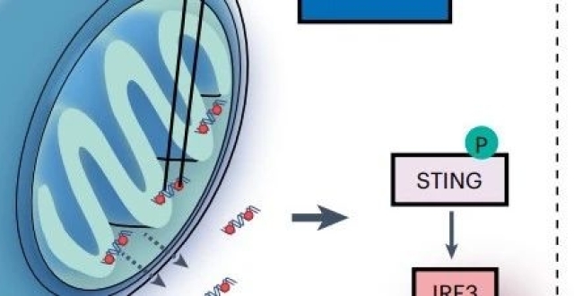 Nat Cell Biol | 广州医科大学冯杜团队发现TFAM是一种自噬受体，通过结合细胞质线粒体DNA来限制炎症_腾讯新闻