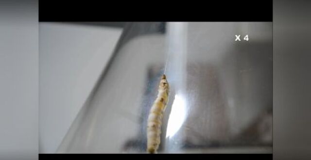 浙理工杨斌团队Mater.Horiz.封底文章：媲美蜘蛛丝！高性能桑蚕丝问世！集高强、高模、高韧于一体！_腾讯新闻