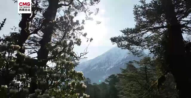 西藏墨脱杜鹃花盛开 吸引游客纷至沓来_腾讯新闻