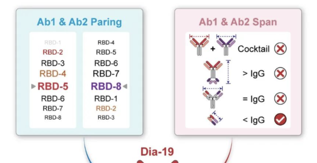 Cell Reports|高福院士团队利用“协同效应”双特异抗体对抗新冠突变_腾讯新闻