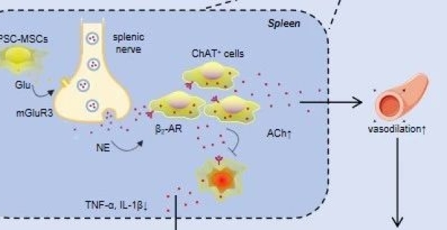 中山大学向秋玲/项鹏团队发现hiPSC-MSCs激活脾脏ChAT+细胞缓解高血压的新机制_腾讯新闻