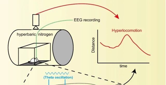 Neurosci Bull最新︱南通大学高永静团队揭示前扣带皮层调控氮麻醉诱导的小鼠运动增多_腾讯新闻