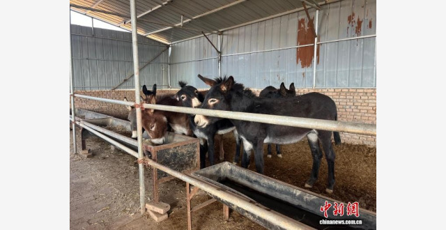 （乡村行·看振兴）山西长子：返乡养驴“蹚”出增收新路径_腾讯新闻