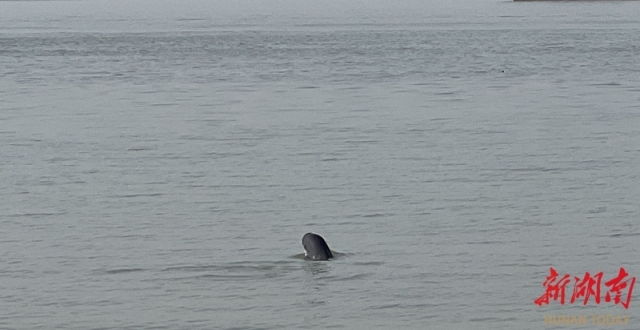 江豚出没_腾讯新闻