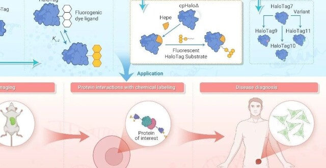 The Innovation Life | Split-HaloTag：为细胞生理活动的精准记录提供新方案_腾讯新闻