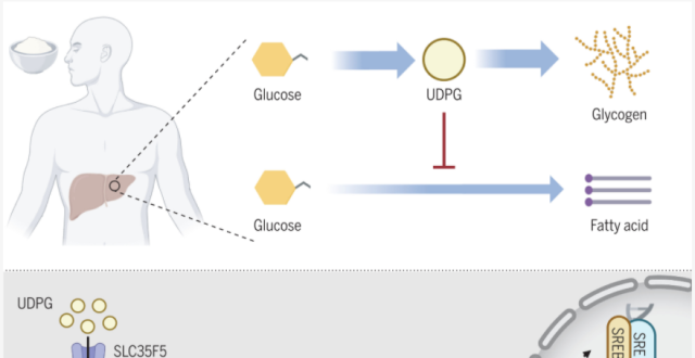 Science | 肝脏糖原合成与脂肪合成对抗：UDPG通过阻断S1P开辟治疗NAFLD新途径_腾讯新闻