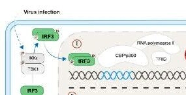 浙江大学陈玮/韩伟课题组发现E3泛素连接酶RAD18可作为IRF3介导的IFNB1转录的“分子制动器”_腾讯新闻