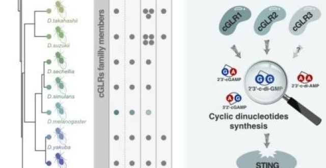 【前沿&进展】Immunity | Jean-Luc Imler/蔡华团队发现调控果蝇抗病毒免疫的新的环状二核苷酸_腾讯新闻