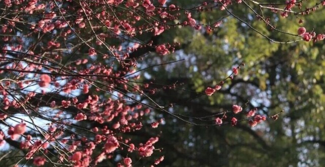 周末晴天抓紧！长沙这里有花展，好心情直接拉满！_腾讯新闻