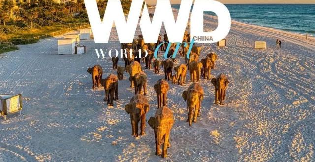 WWD World｜2024 巴塞尔艺术展指南：时尚艺术点燃城市热潮_腾讯新闻
