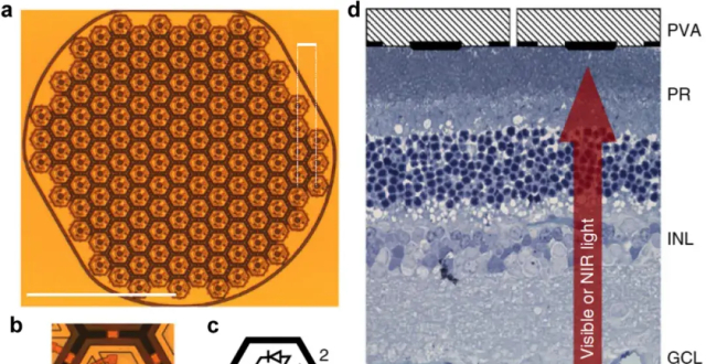 Med-X|美国芝加哥大学Bozhi Tian和Pengju Li教授团队|非遗传性光电调制生物接口在医疗保健中的发展现状与展望_腾讯新闻