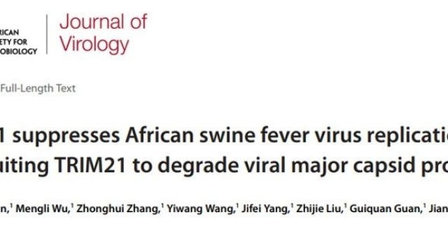 J Virol. | OAS1通过募集TRIM21降解病毒主要衣壳蛋白来抑制ASFV复制_腾讯新闻