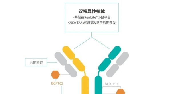 百奥赛图合作伙伴多玛医药双抗ADC DM001获得美国FDA IND批准_腾讯新闻