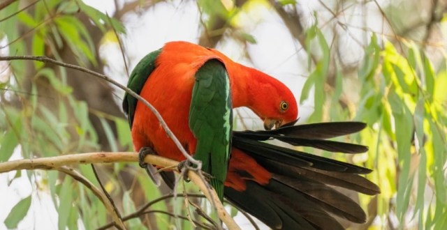 阿里开源语音处理模型 FunAudioLLM ：50 种语言无缝翻译，还能识别语音情绪_腾讯新闻