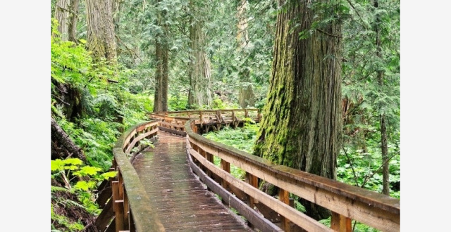 加拿大不列颠哥伦比亚省一森林公园遭遇山火 过火面积10公顷_腾讯新闻