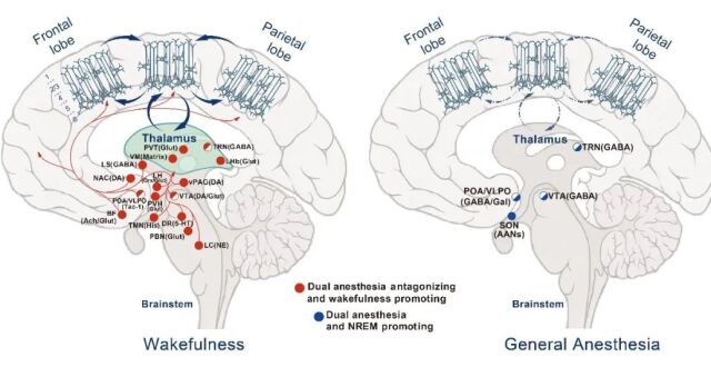 Neurosci Bull最新︱复旦大学罗猛强、王英伟揭示全身麻醉的神经网络机制：皮层与皮层下核团_腾讯新闻