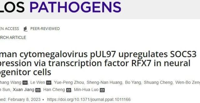 【前沿速递】PLOS Pathogens│罗敏华团队在人巨细胞病毒致神经损伤机制方面取得新进展_腾讯新闻