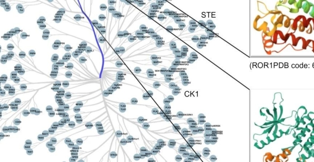 综述︱探索ROR1靶向癌症疗法的潜力：突破与未来展望_腾讯新闻