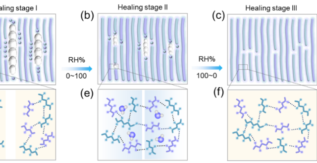 瑞士联邦材料所陈青博士AFM：水诱导的结构重组用于自愈致动器_腾讯新闻