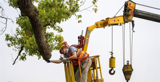 300-year-old Dying Tree in Hunan Gets Second Chance at Life_腾讯新闻